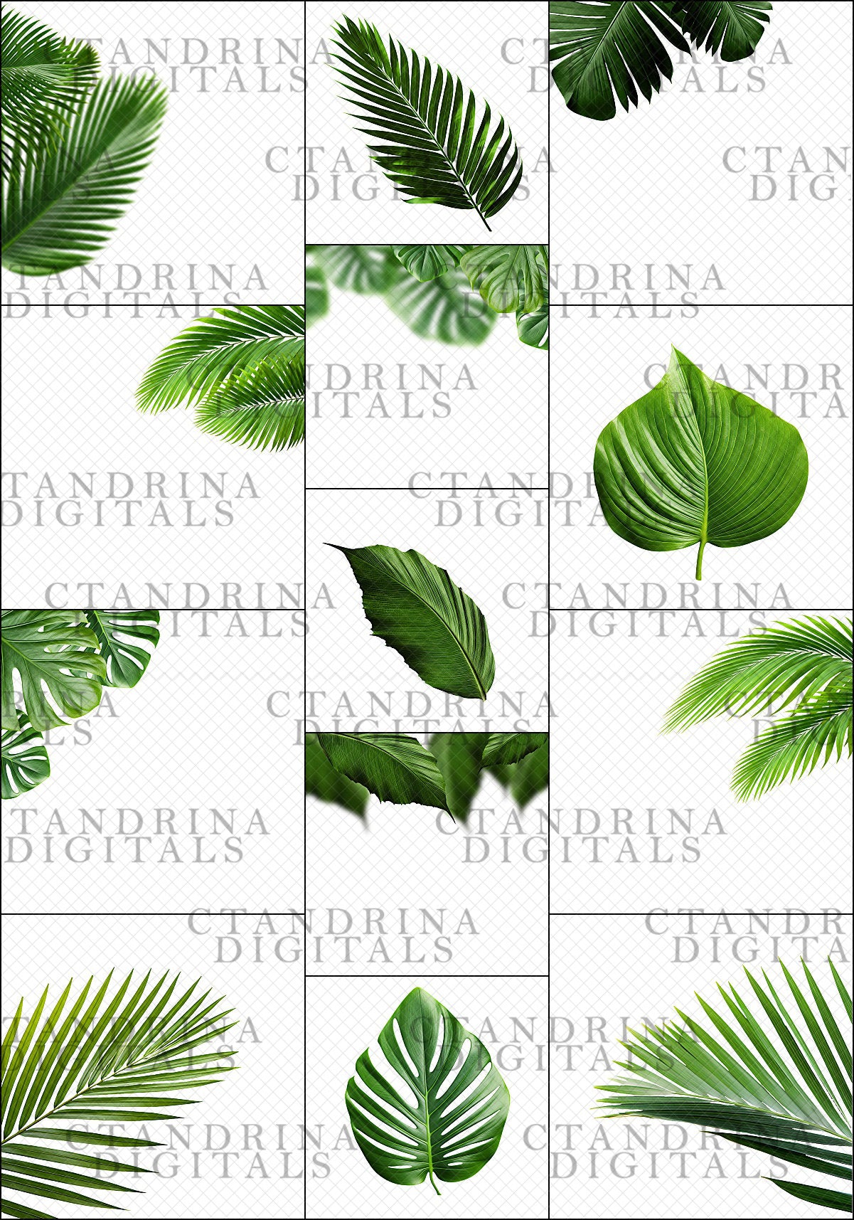 Tropical Leaf PNG Overlays for Photoshop – CTandRinaDigitals