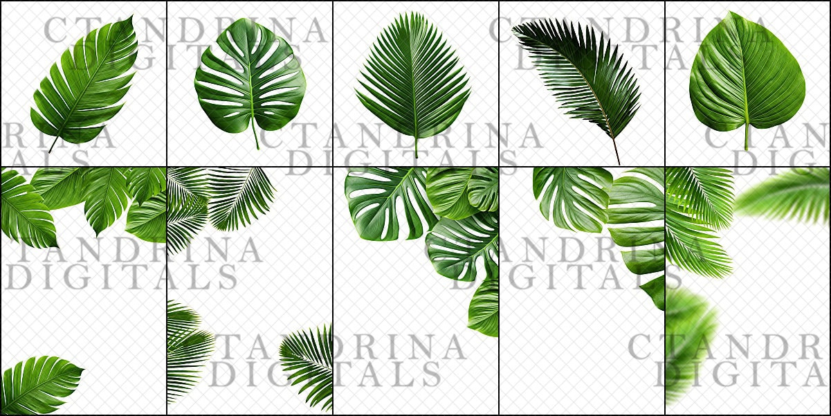 Tropical Leaf PNG Overlays for Photoshop – CTandRinaDigitals